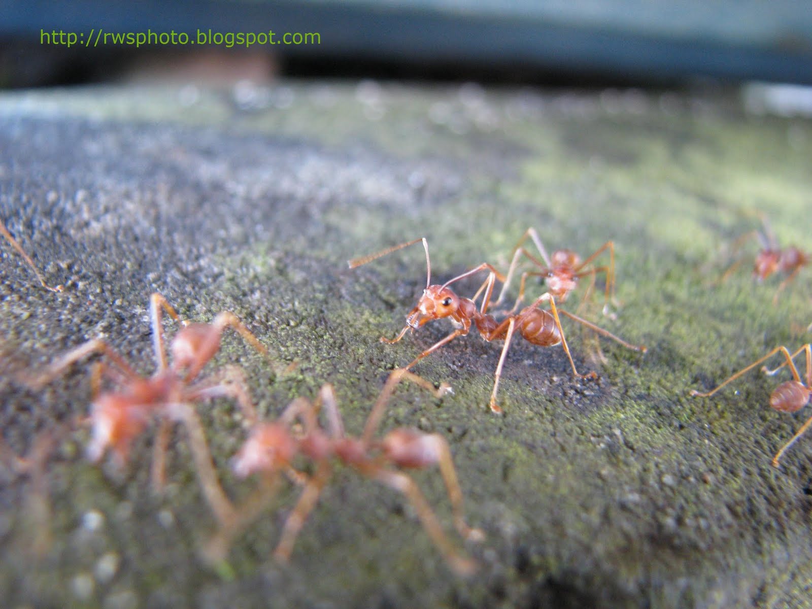 Borneo Red Ants - RWS Photo Blog - Splendour pictures of Borneo