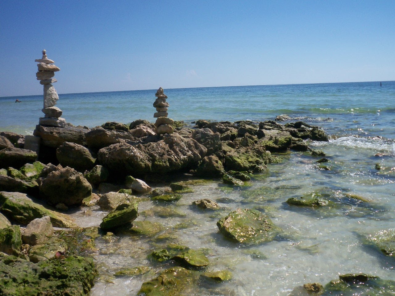 Southwest Florida Shoreline Studies: Algae: Shoreline Plant