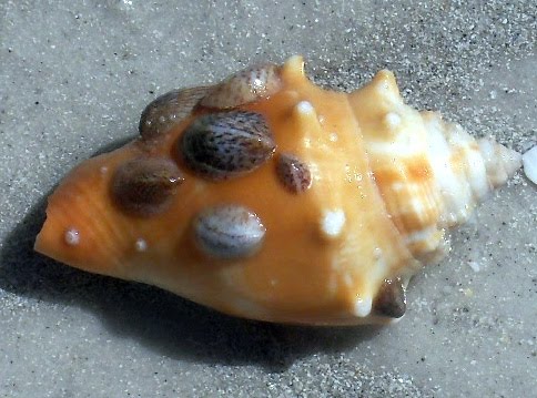 Southwest Florida Shoreline Studies: Shells on shell