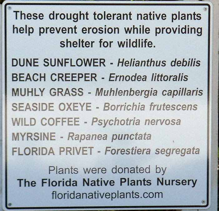 Southwest Florida Shoreline Studies: Casperson Beach Native Plants and ...