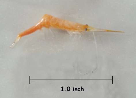 Southwest Florida Shoreline Studies: Broken-back shrimp