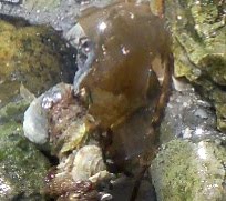 Southwest Florida Shoreline Studies: Plumed worm