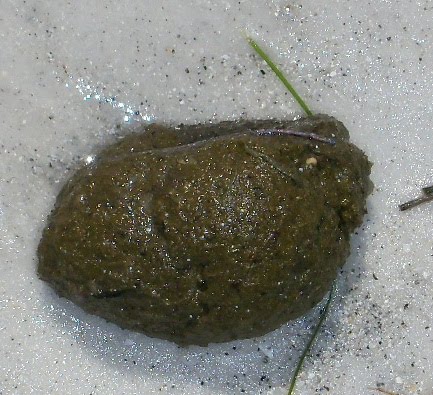Southwest Florida Shoreline Studies: Appearance of sea pork on beaches ...