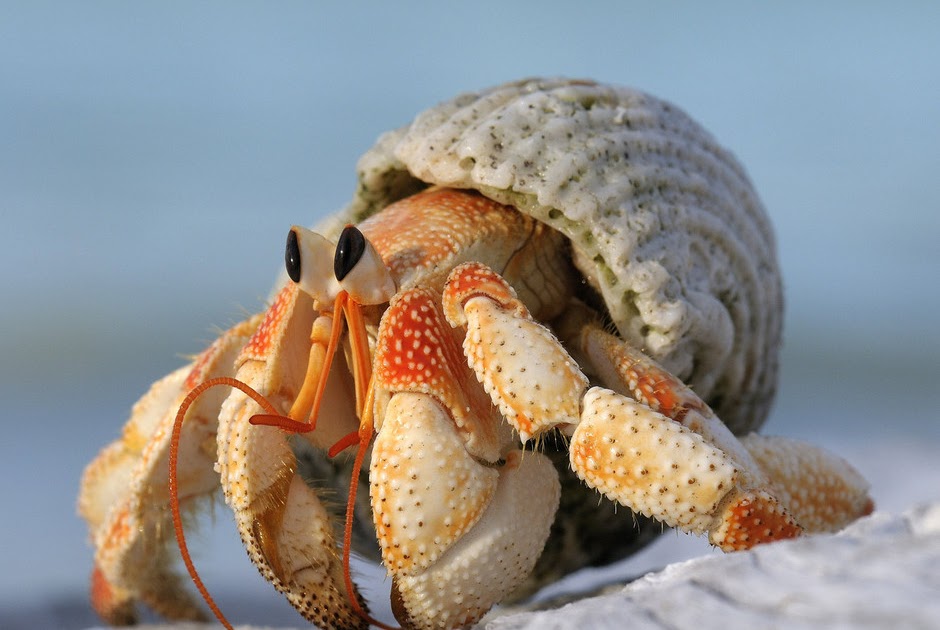 L'HABITACLE: Bernard-l'Hermite