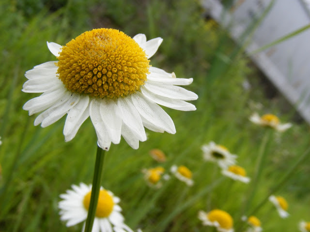 The Cottage on the Corner: Monthly Garden Bouquet: A Bouquet of June