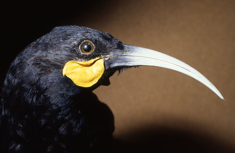 Bird time | of trees, birds and other things