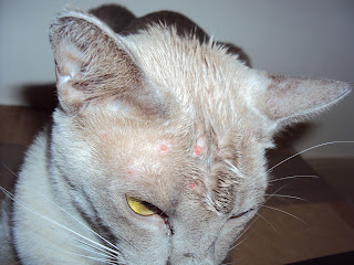 Indikon Tonkinese: Spotty Muldoon!
