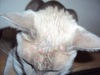 Indikon Tonkinese: Spotty Muldoon!