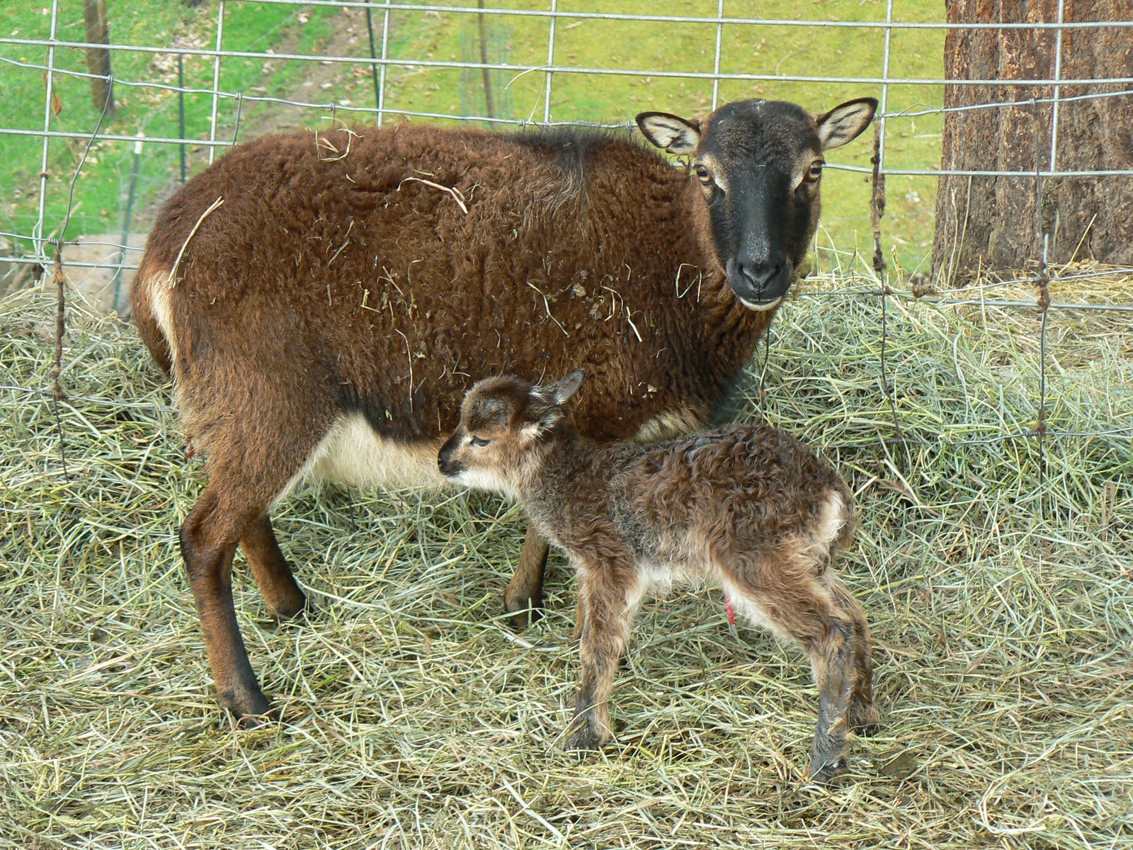 Woodland Creek Farm Soay Sheep: Lambing update - Self-colored Light phase