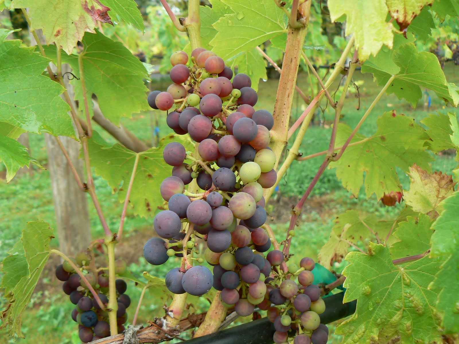 Raven's Call Vineyard and Winery: Turn, turn, turn...