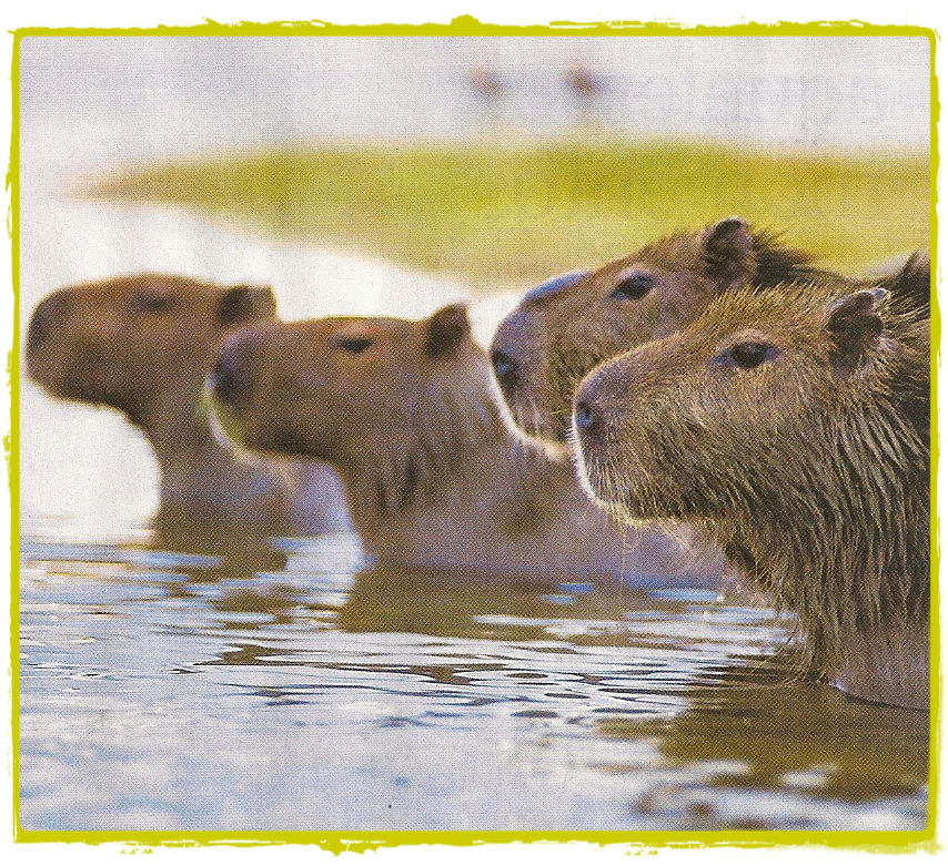 Pormenores Quotidianos: Capivara