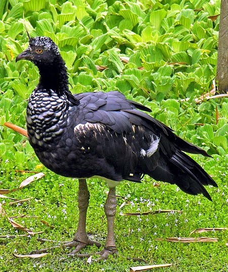 And I Think to Myself...What A Wonderful World.: Creature Feature ...