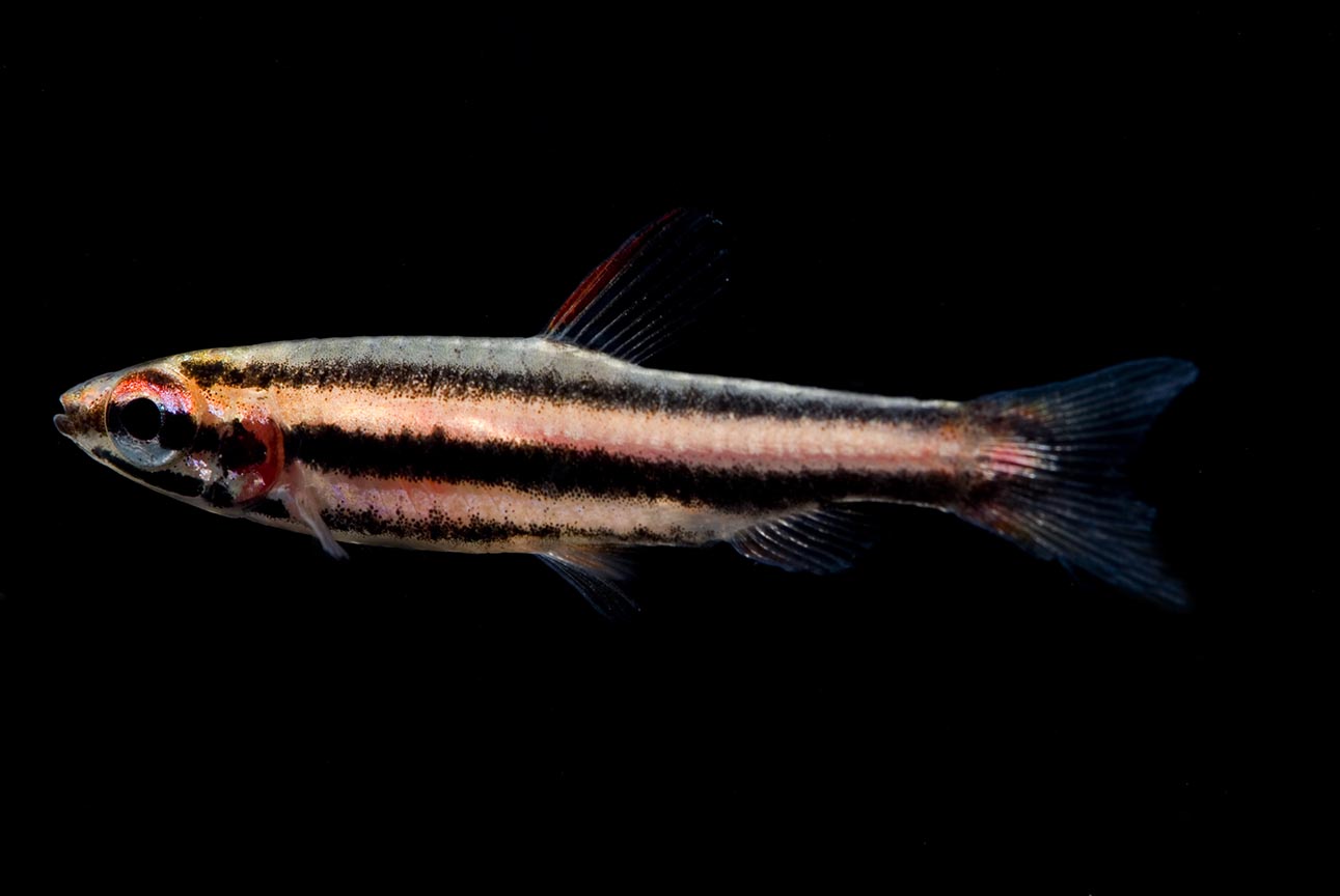 GreenTracks News: Ornamental fish of the Peruvian Amazon