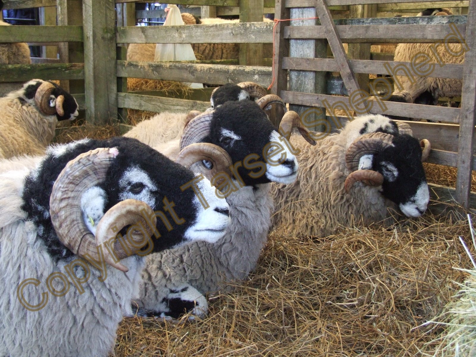 Shepherd's blog: Swaledale tup sale - St Johns Chapel 12th Oct 2010