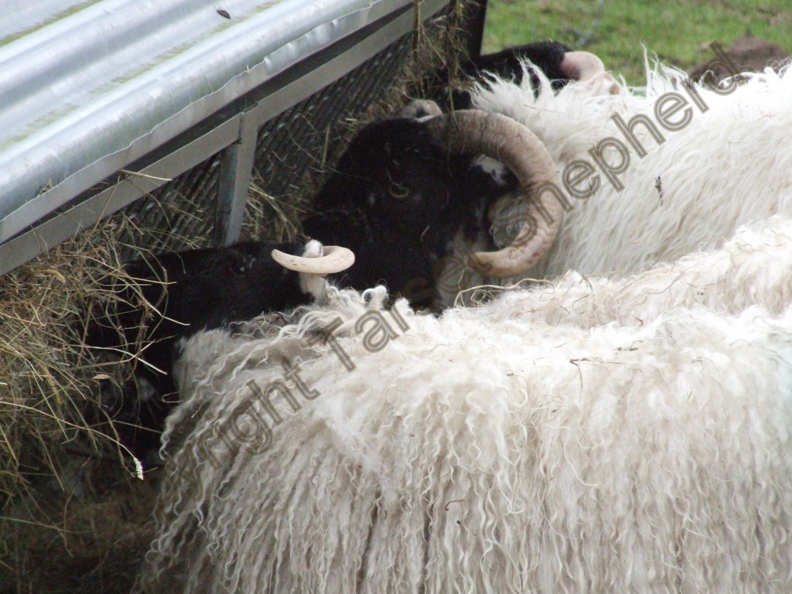 Shepherd's blog: Itchy sheep
