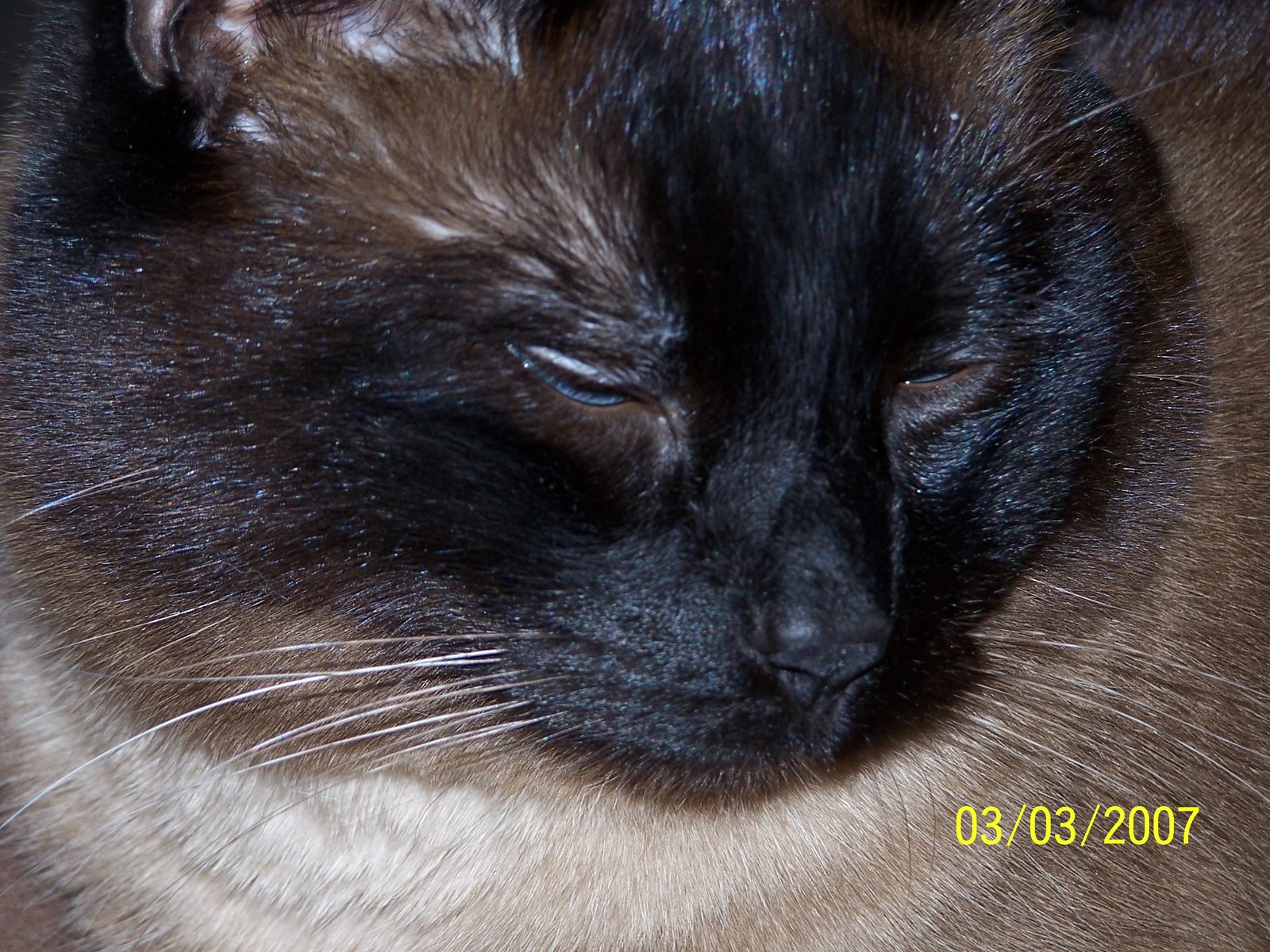 Meezer Tails: Sammy Meezer