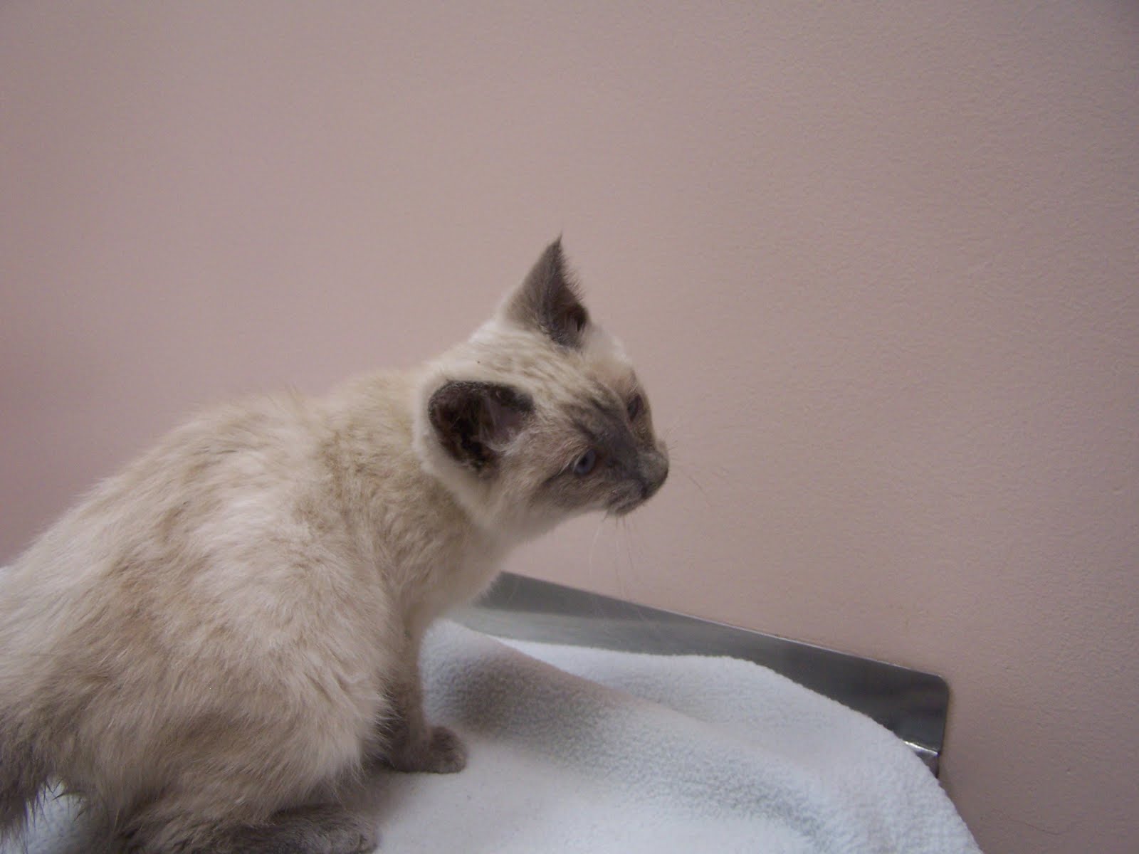 Meezer Tails: Nicholas Meezer