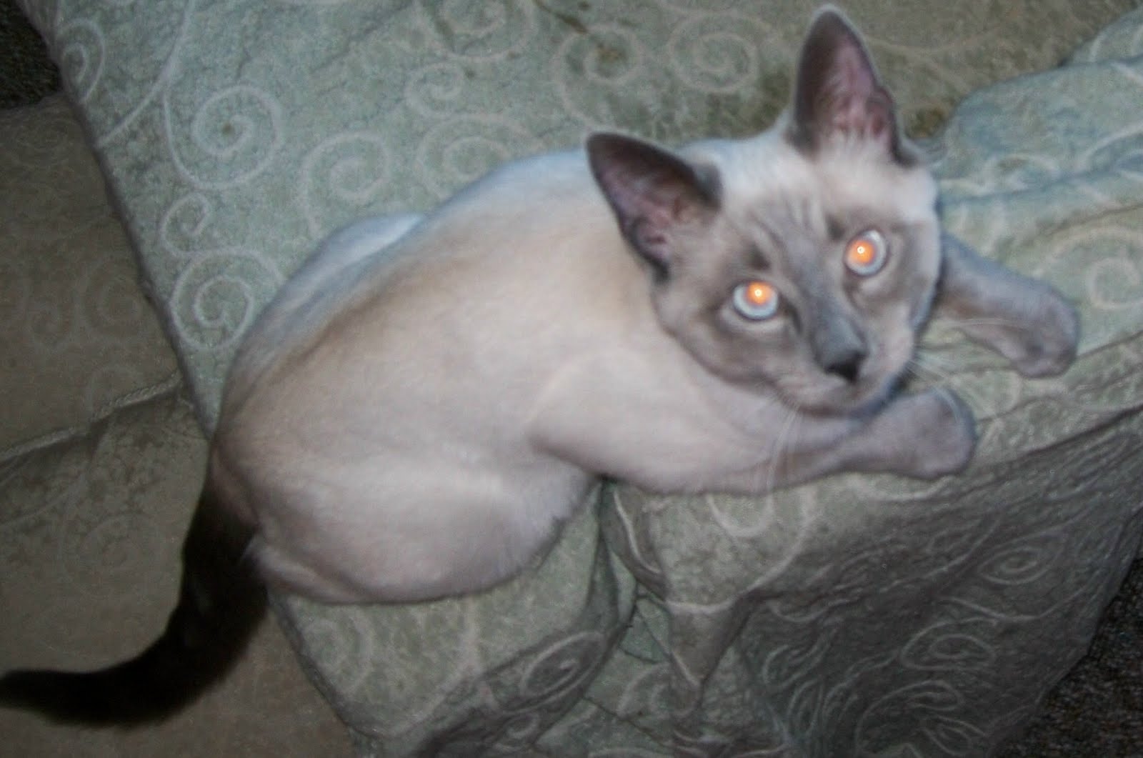 Meezer Tails: Nicholas Meezer