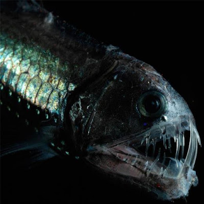 New fish species discovered in Peru-Chile trench ~ half begin