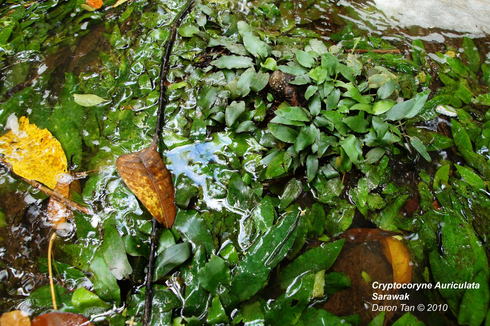 Aqua Orinoco: As Cryptocorynes