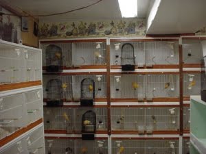 Canary Birds: Tips of Breeding Yorkshire Canary