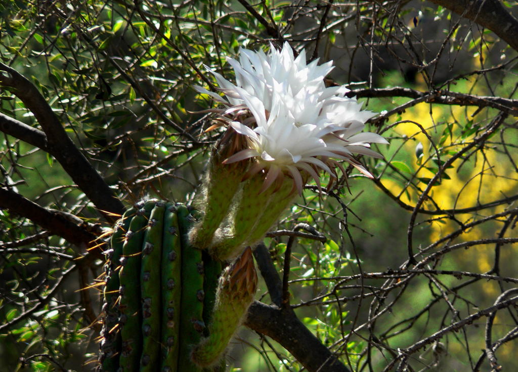 El Blog de Olmosuma: La flor del Cardón.