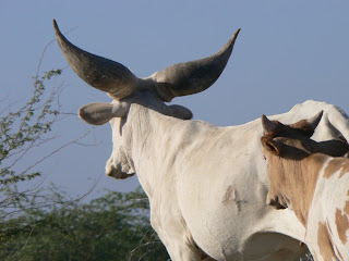 Jenny in Niger: Kuri Cattle (Vache Kouri)