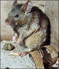 Why Mice are Unhealthy in Your Home - Catchmaster Blog