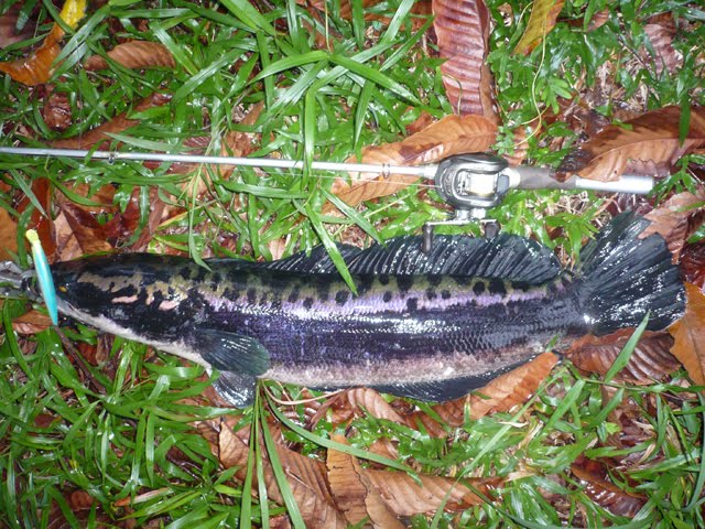 Ima Singapore: Our catches on Ima Sasuke 120裂波