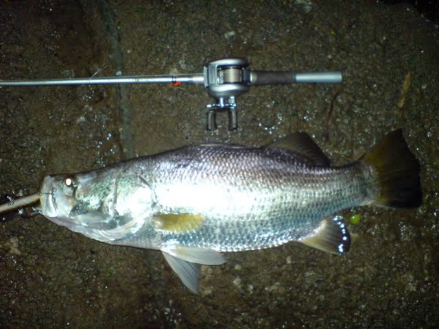 Ima Singapore: Our catches on Ima Sasuke 140