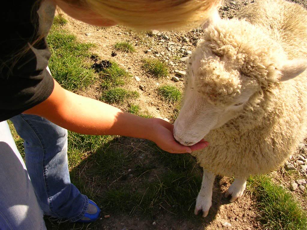 parablesblog: Feed My Sheep