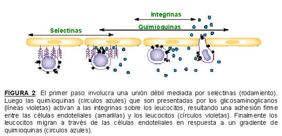 morfofisiologia celular: FAGOCITOSIS