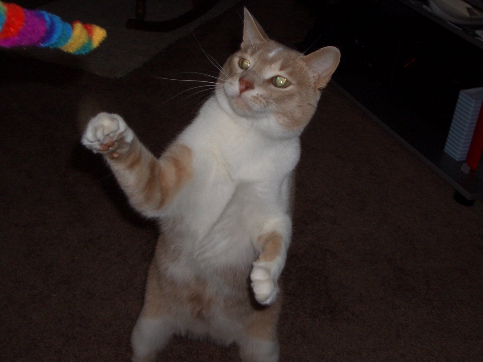 JUST DUCKY!: November 2017