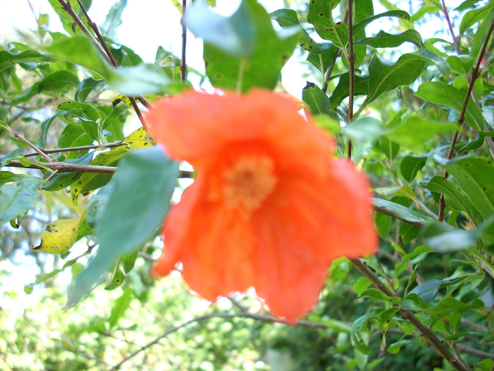 Coisas que eu gosto: Flor de romã