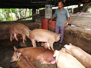 pig farm