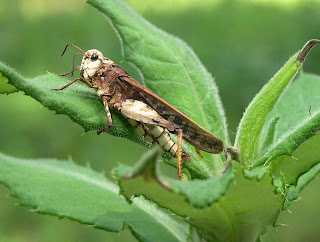 Nature in the Ozarks: Fungus Kills Grasshoppers