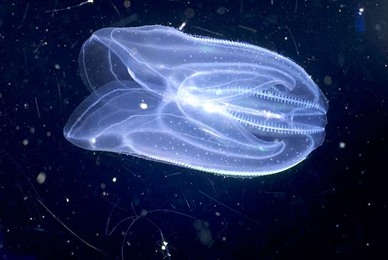 Nella vita di oggi...: Le Meduse del Mediterraneo