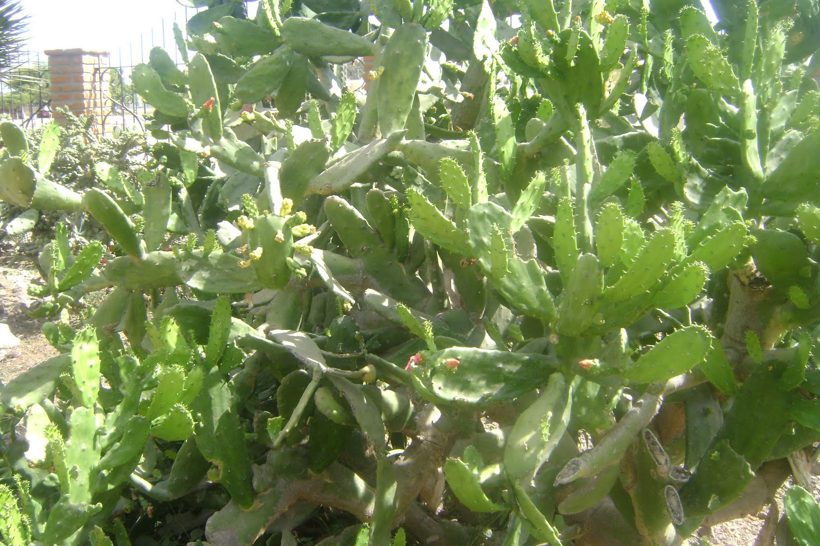 Sociedad Jardín Botánico de Los Mochis IAP: 9/5/10 - 16/5/10