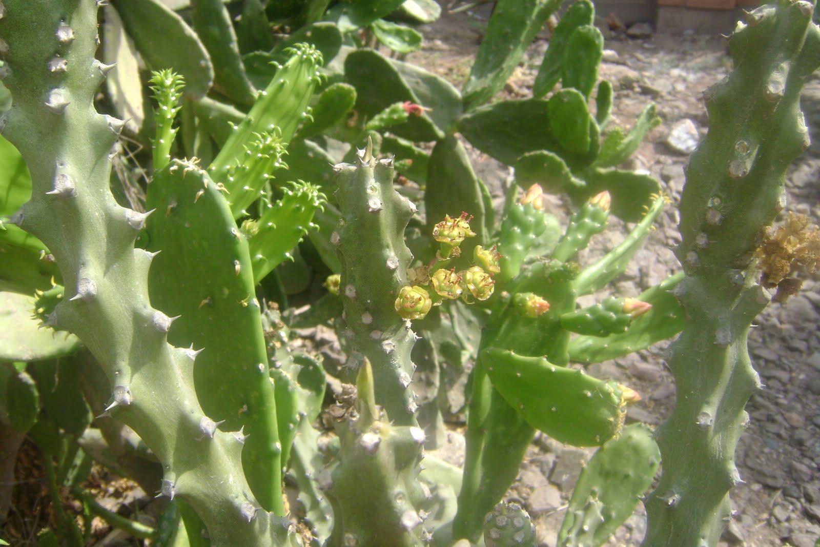 Sociedad Jardín Botánico de Los Mochis IAP: 9/05/10 - 16/05/10