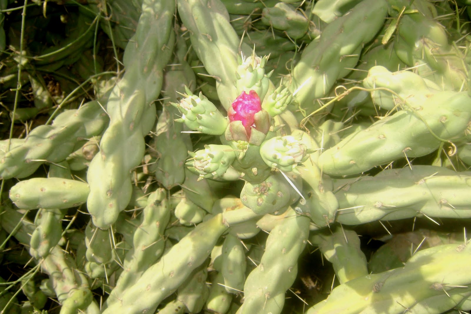 Sociedad Jardín Botánico de Los Mochis IAP: 9/5/10 - 16/5/10