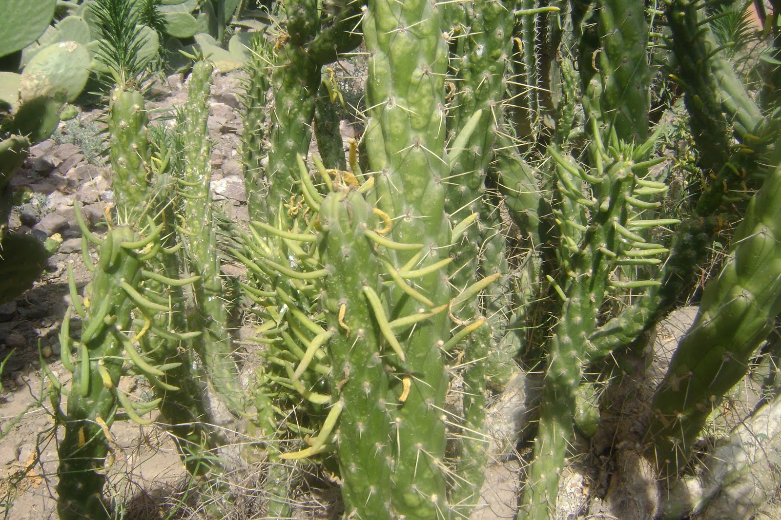 Sociedad Jardín Botánico de Los Mochis IAP: 9/5/10 - 16/5/10