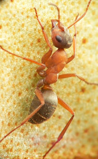 fourmis du genre Formica: Le genre Formica