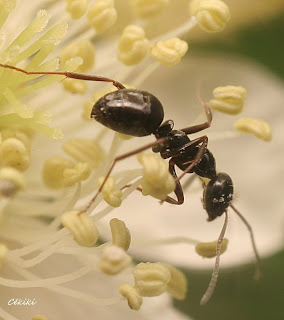 fourmis du genre Formica: Serviformica