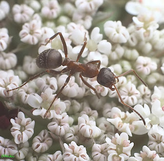 fourmis du genre Formica: Serviformica