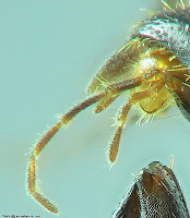 anatomie d'une fourmi