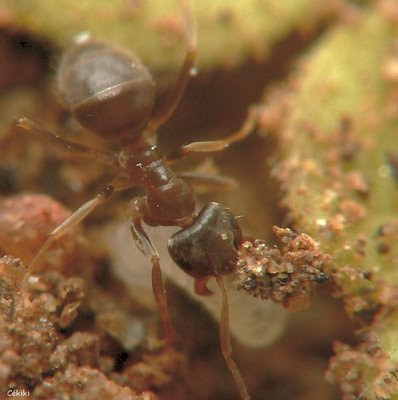 :: Lasius neglectus ::lasius neglectus