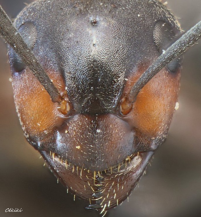 fourmis du genre Formica