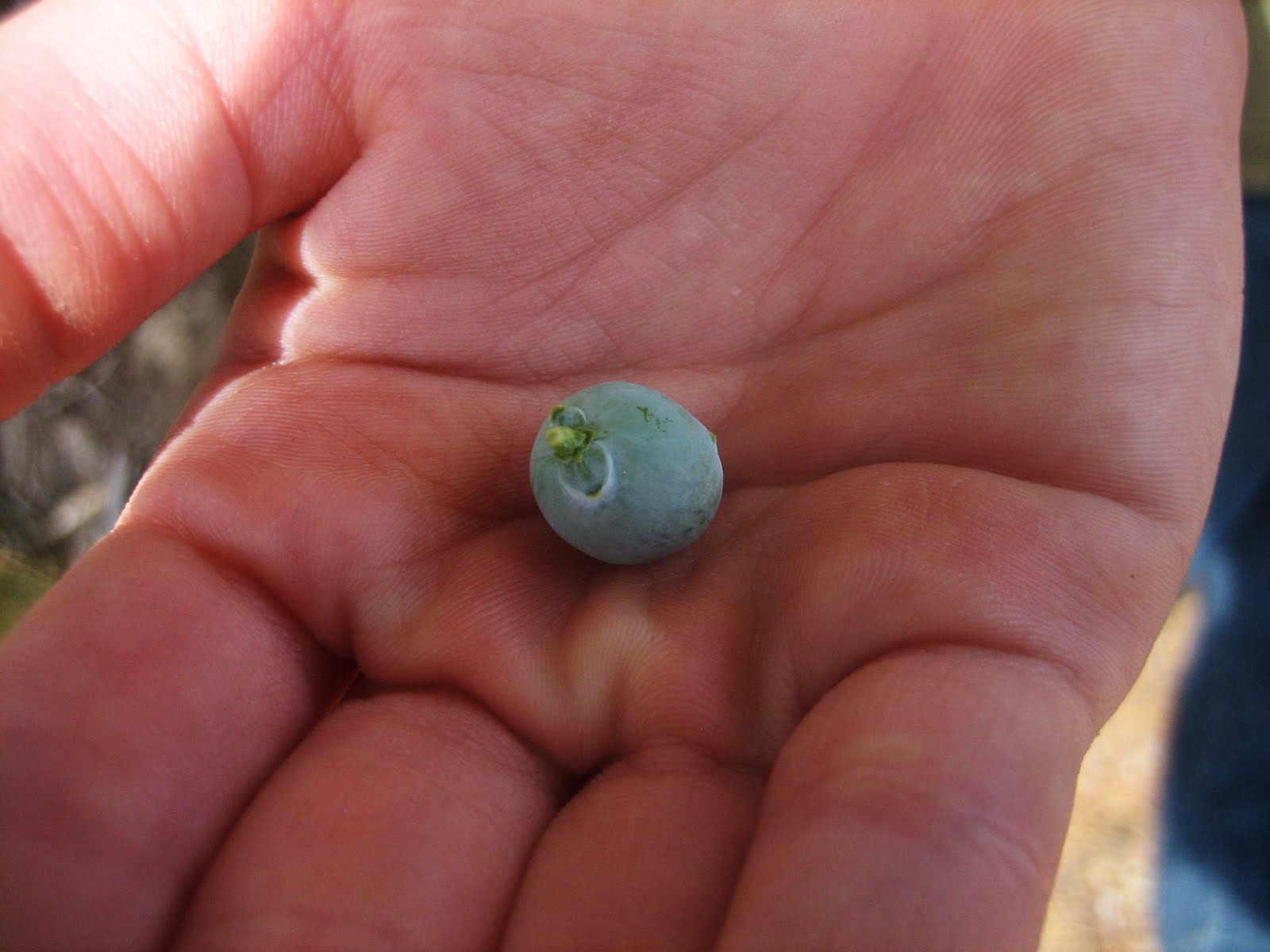 Chef Tess Bakeresse: Baby Pine Cones in your dinner?