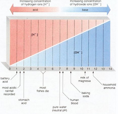 El PH y la acidosis | DIARIO DE UN FISICOCULTURISTA