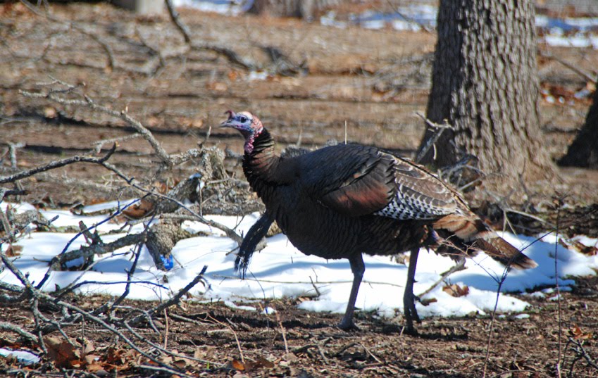 Shutterbugs Capturing the World Around Us: This shot was a real turkey!